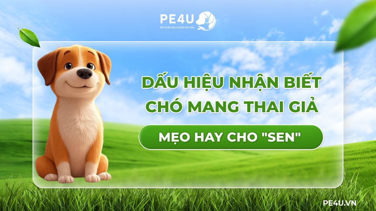 Cách nhận biết dấu hiệu chó mang thai giả chính xác nhất - PE4U